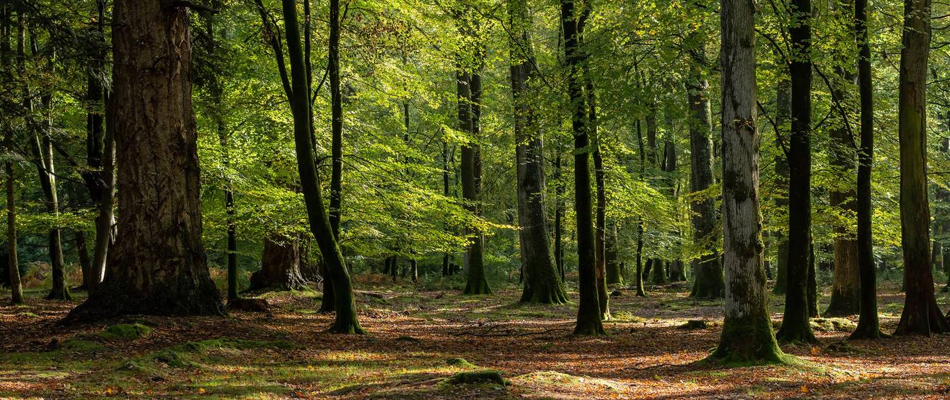 What challenges do organisations face as they try to become ‘nature ...